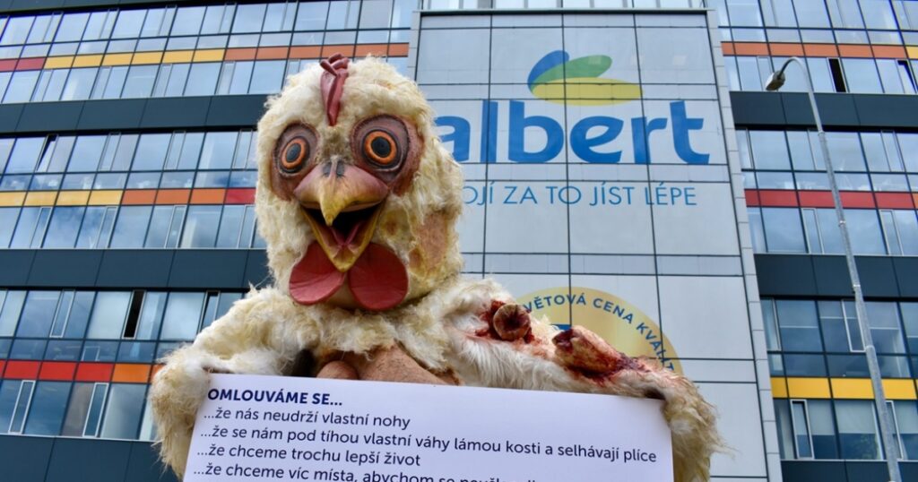 Albert - In-lifestyle.cz